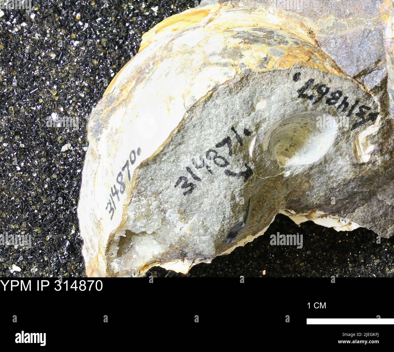 Cucullaea sp animalia hi-res stock photography and images - Alamy