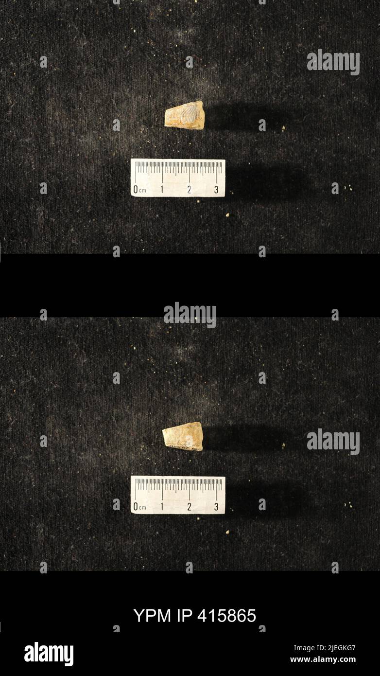 Conularia crustula White, 1880 Stock Photo - Alamy