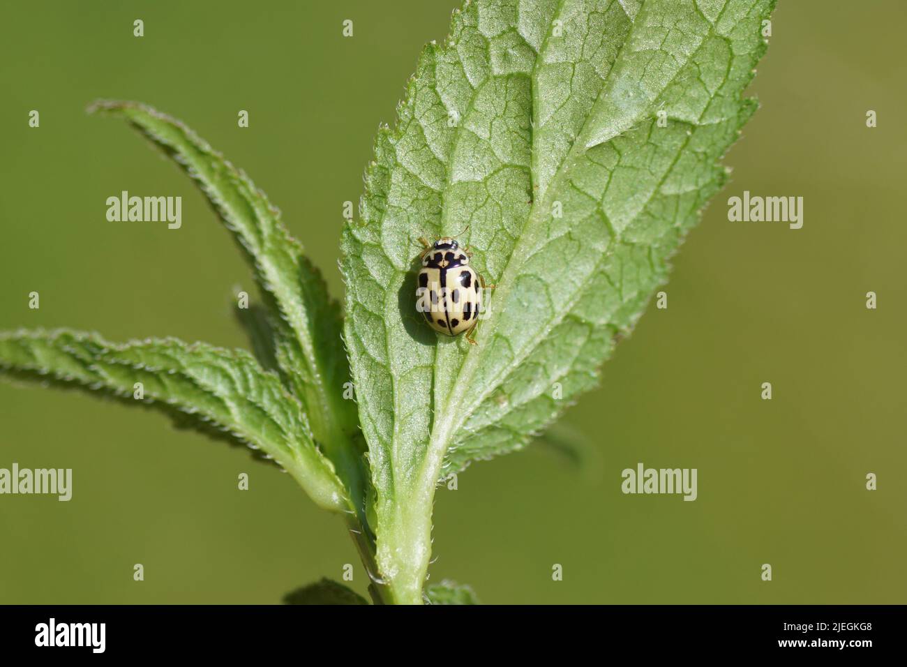 Fourteen-spot ladybird, Fourteen spotted ladybug (Propylea ...