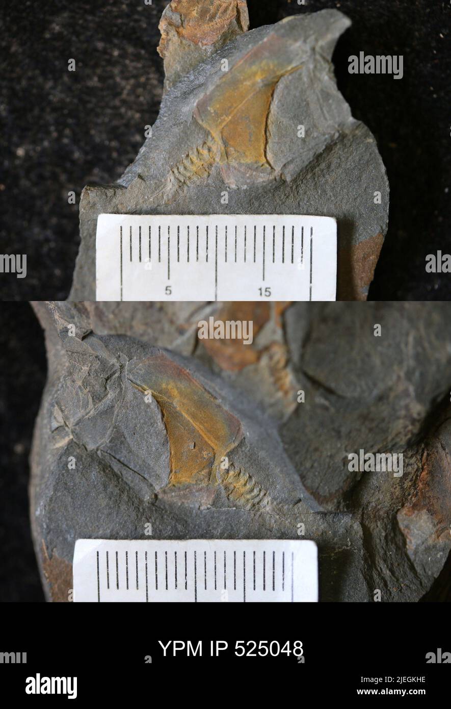 Cothurnocystis sp animalia hi-res stock photography and images - Alamy