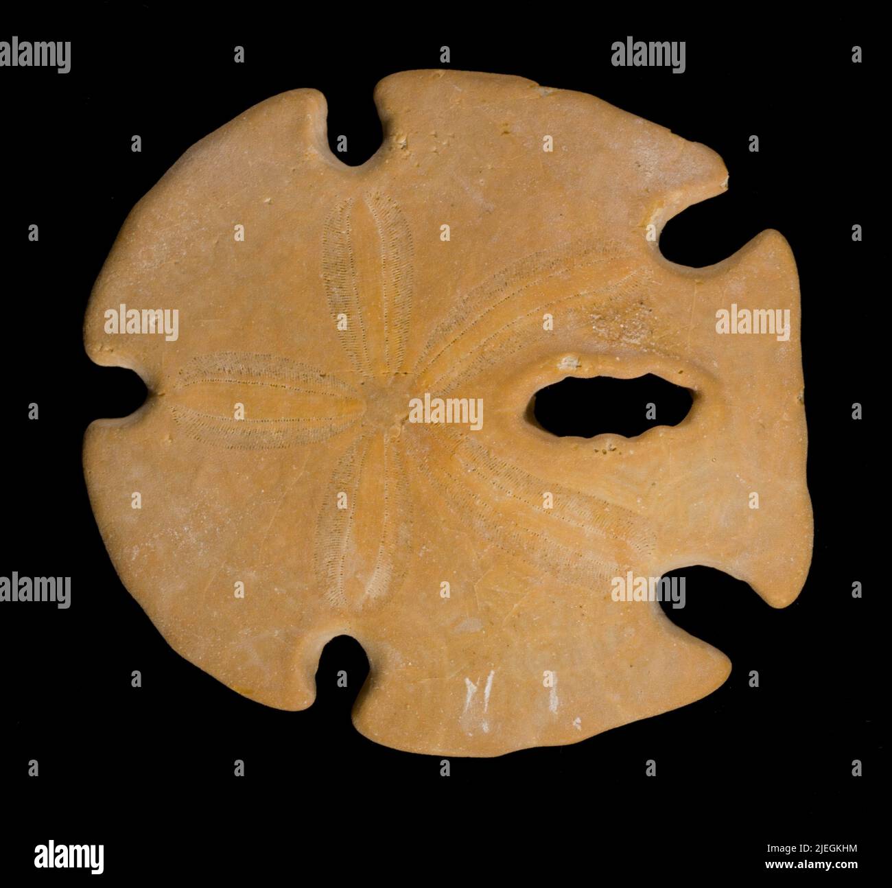 Encope hi-res stock photography and images - Alamy