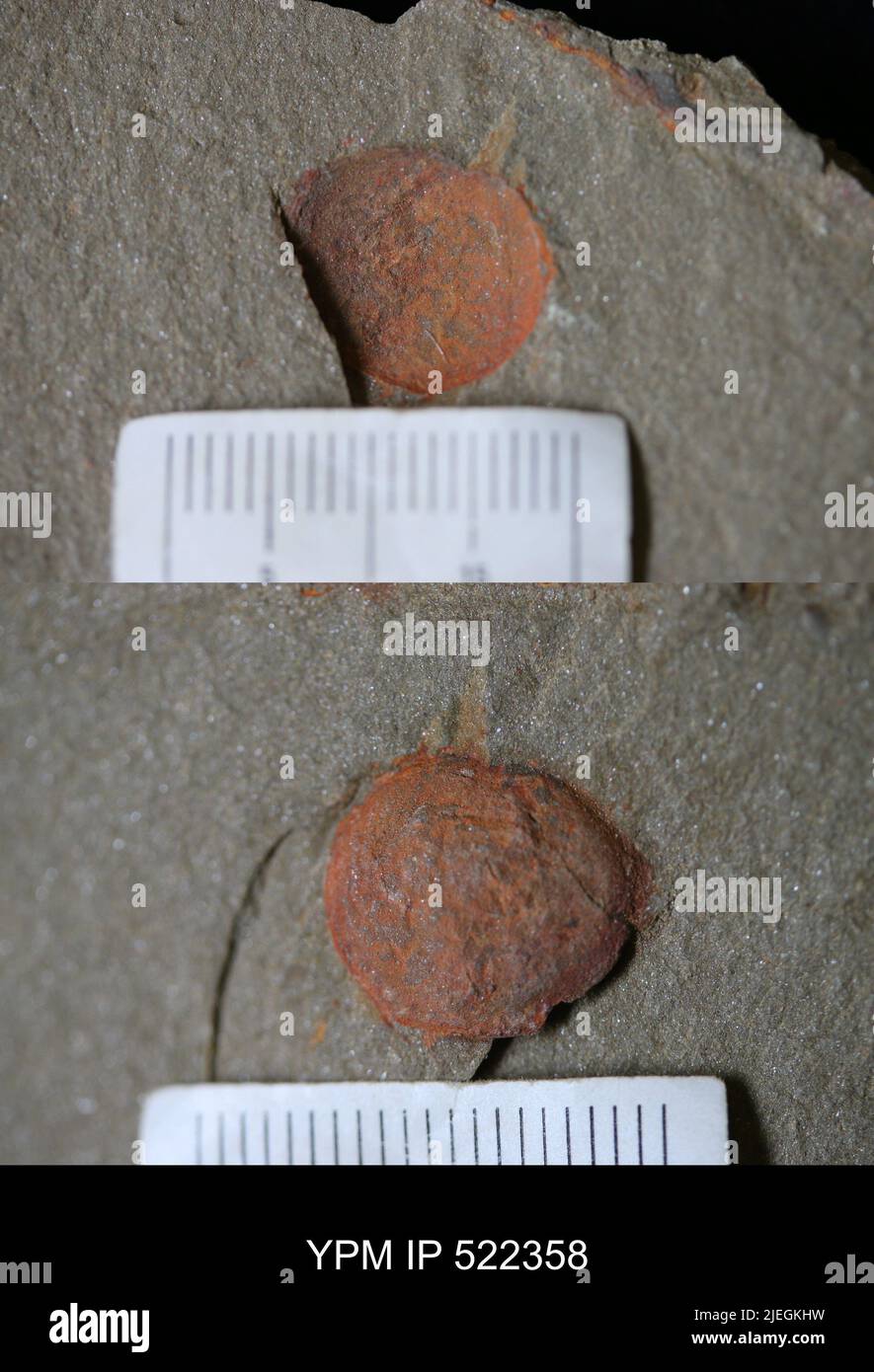 Xiphosurida hi-res stock photography and images - Alamy