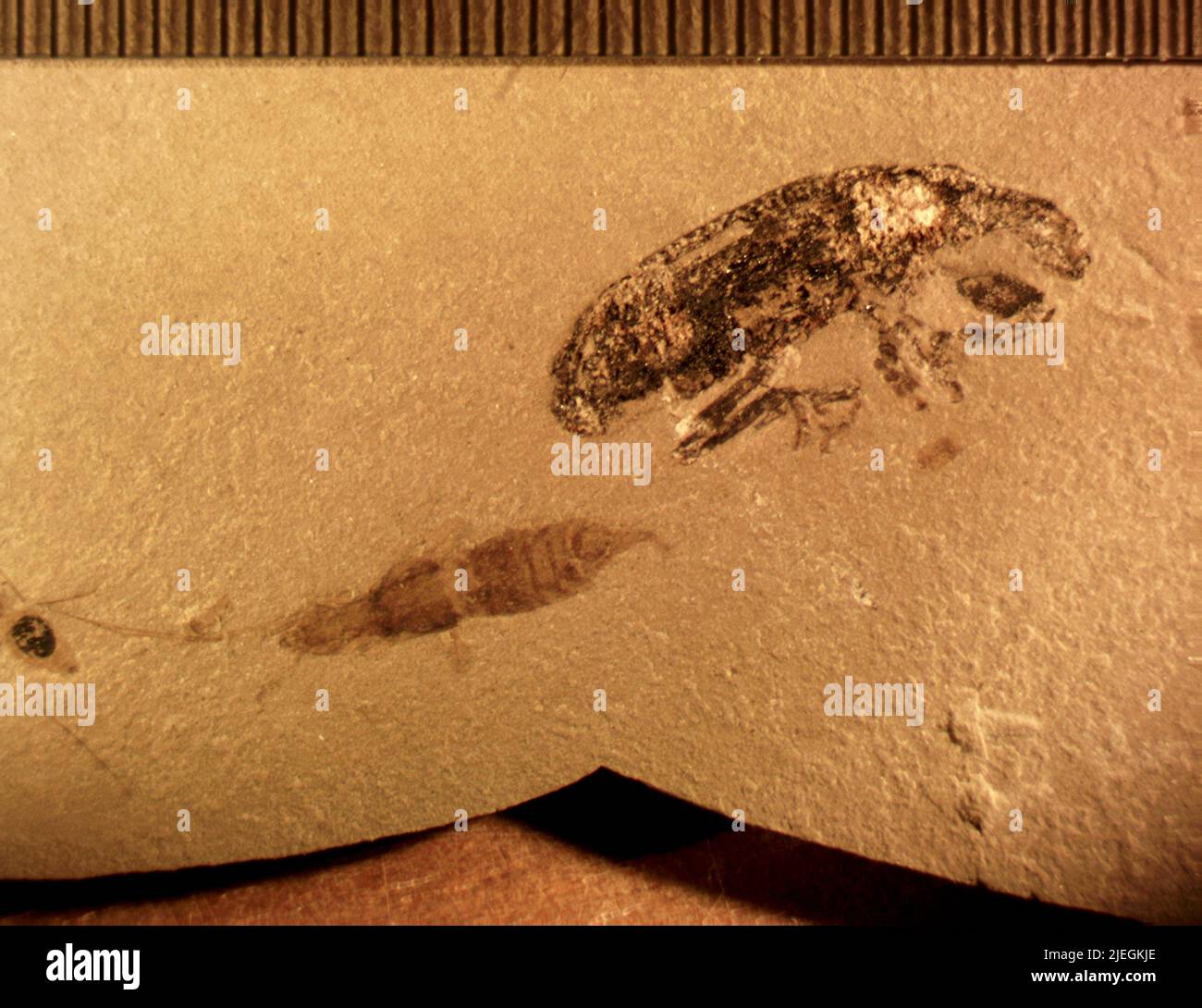 Forceps like hi-res stock photography and images - Alamy
