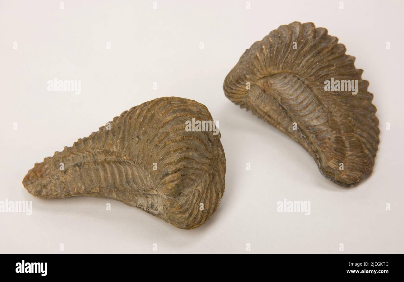 Trigonia hi-res stock photography and images - Alamy