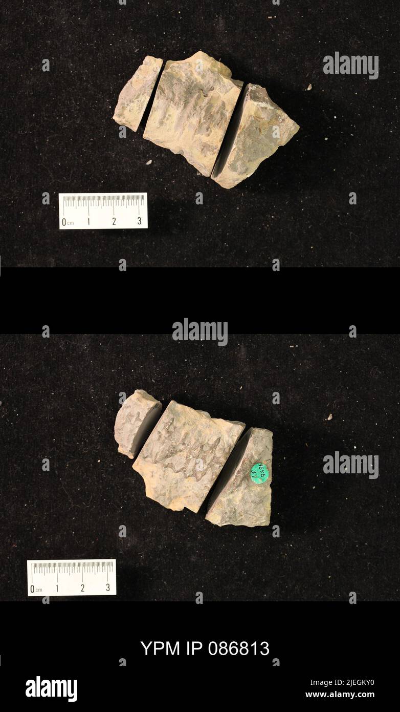 Protocycloceras hi-res stock photography and images - Alamy