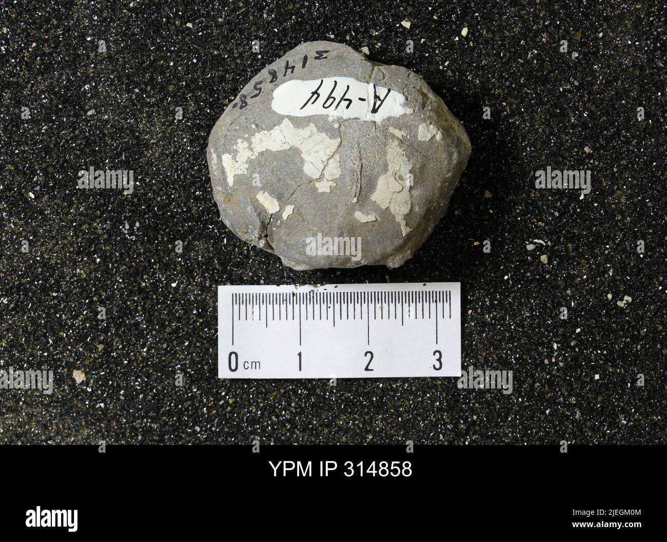 Cucullaea sp animalia hi-res stock photography and images - Alamy