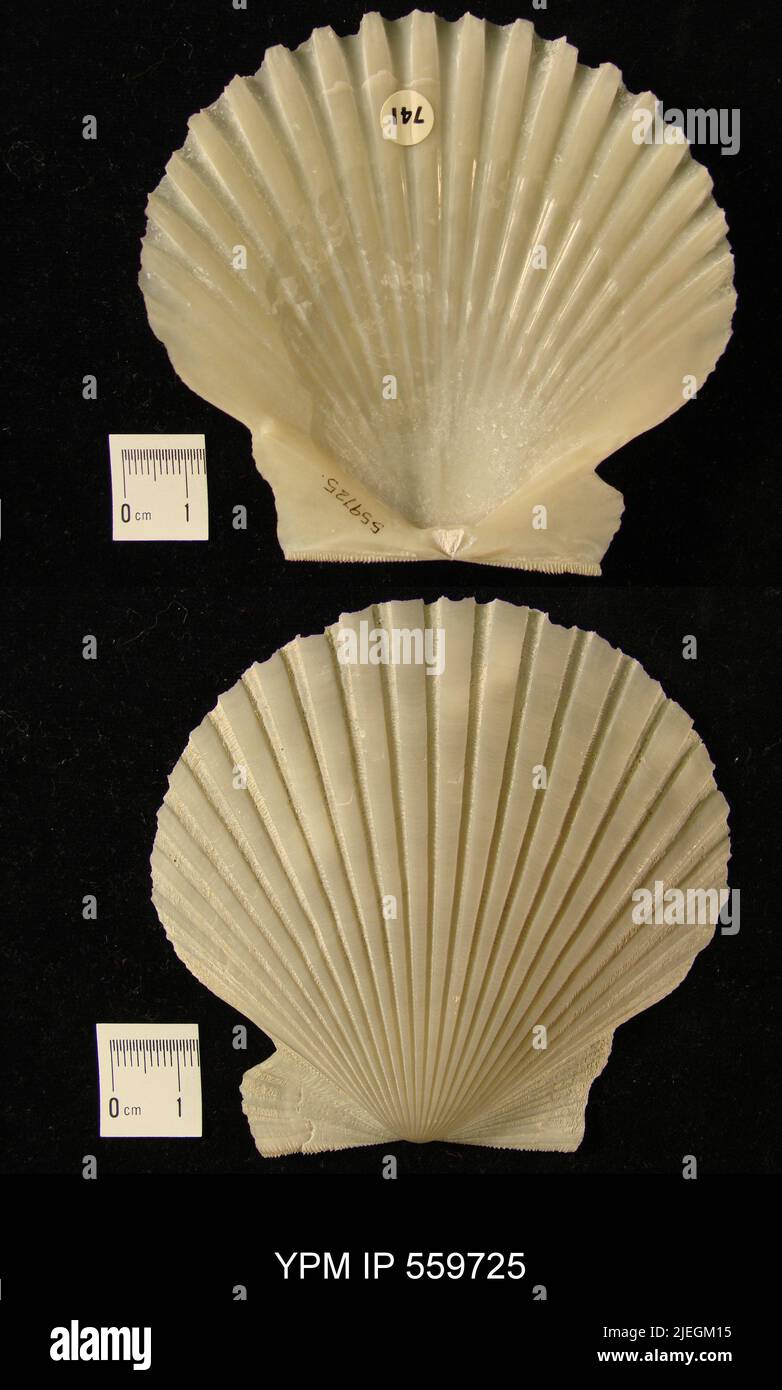 Chlamys solaroides animalia hi-res stock photography and images - Alamy