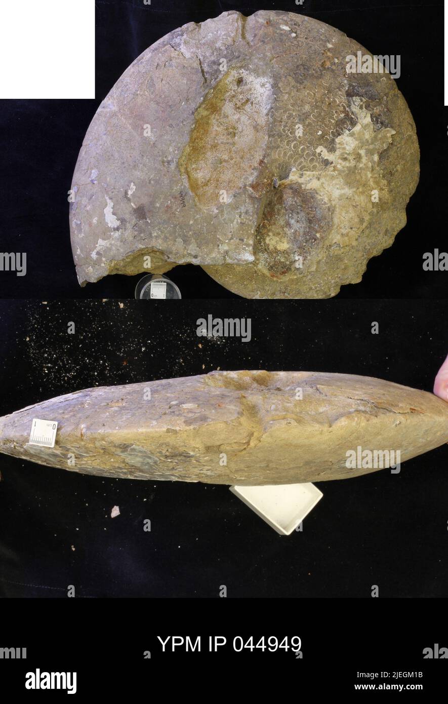 Sphenodiscus lenticularis (Owen Stock Photo - Alamy