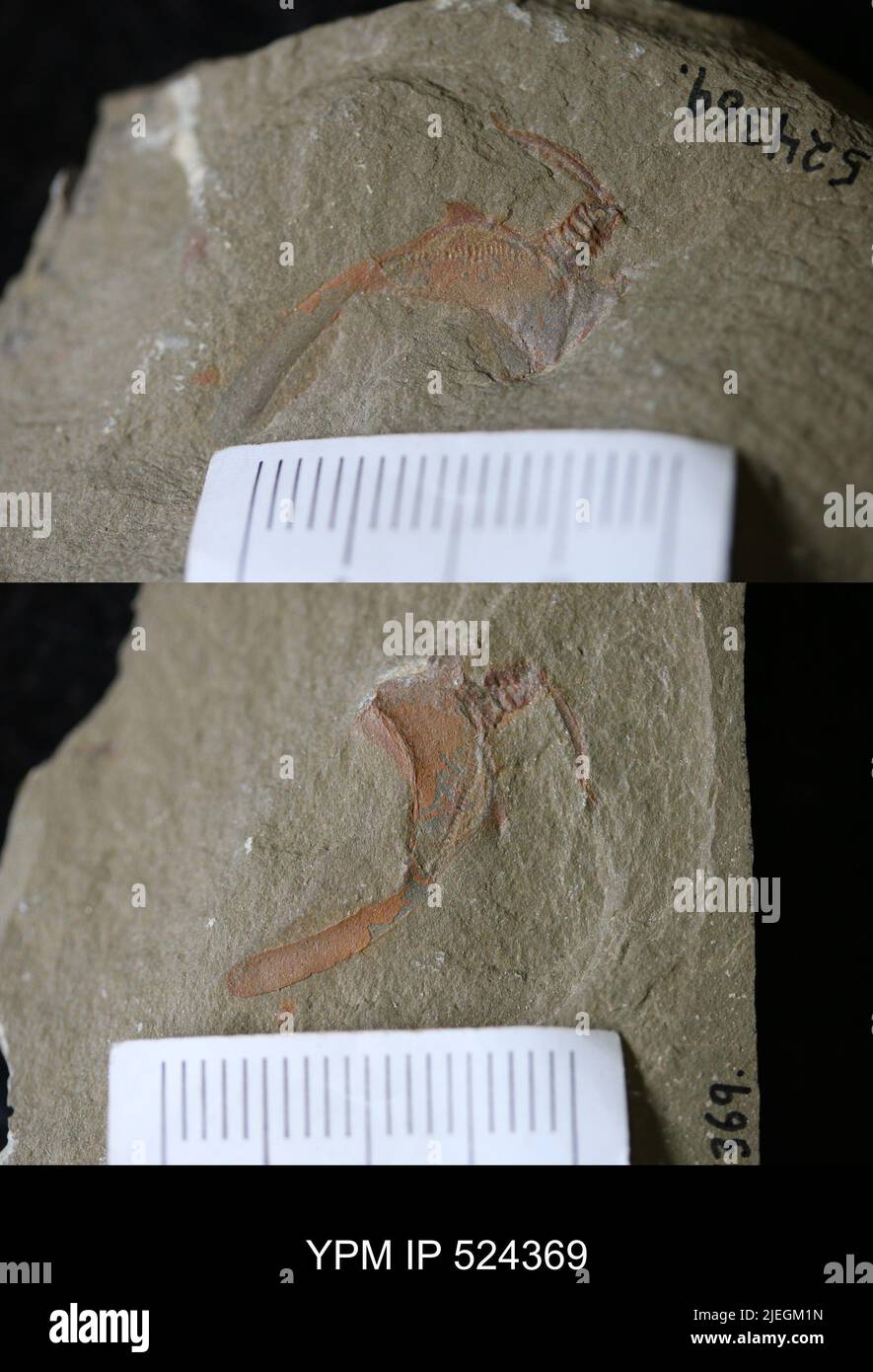 Cothurnocystis hi-res stock photography and images - Alamy