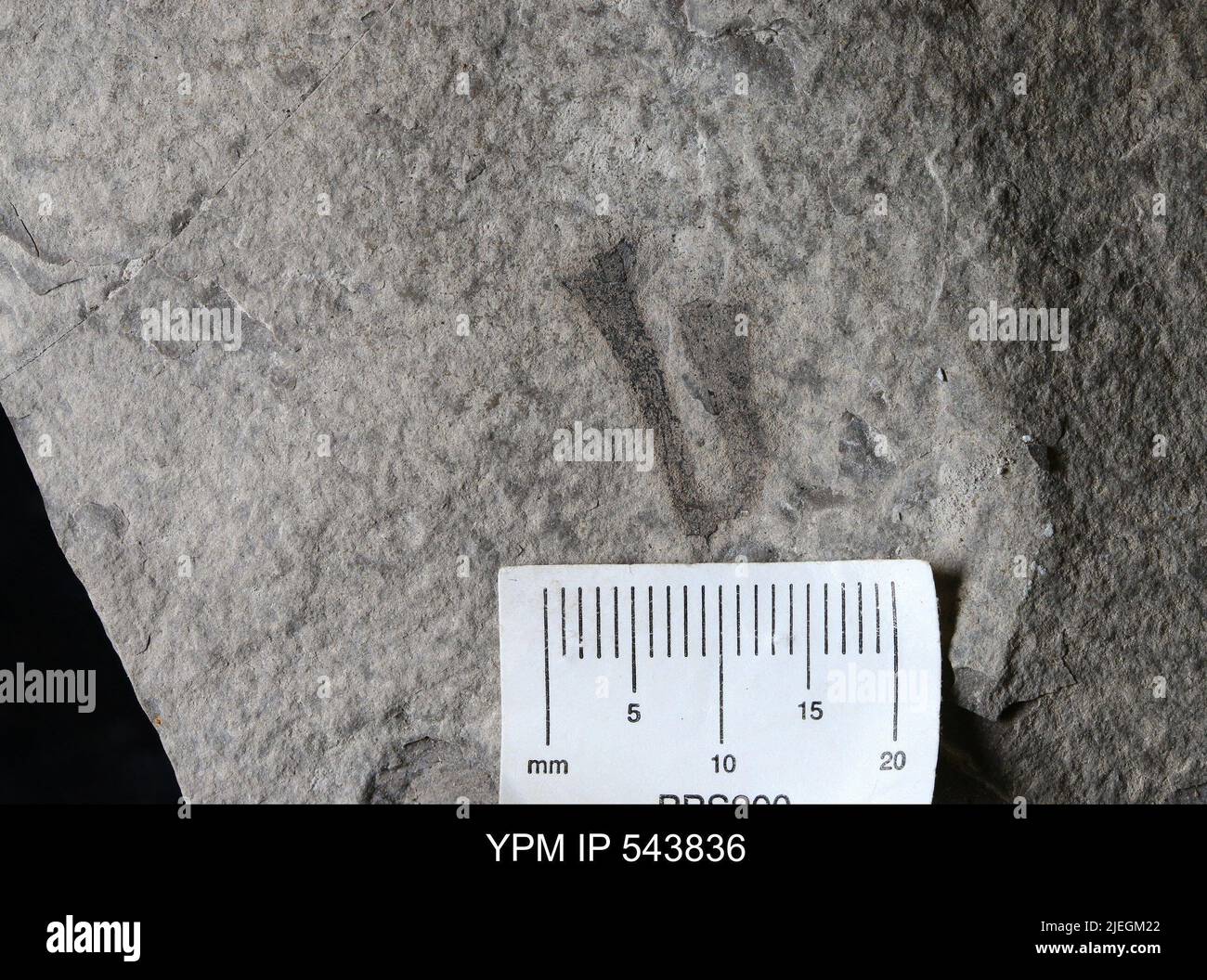 Cooksonia plants hi-res stock photography and images - Alamy