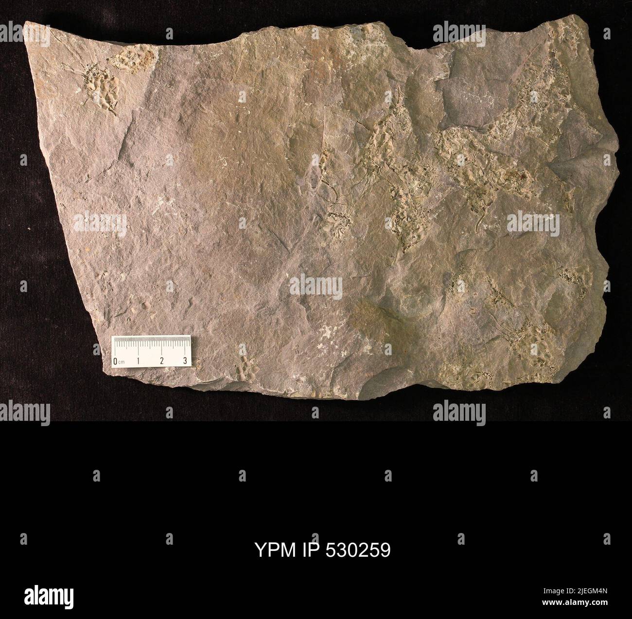 Gogia sp animalia hi-res stock photography and images - Alamy