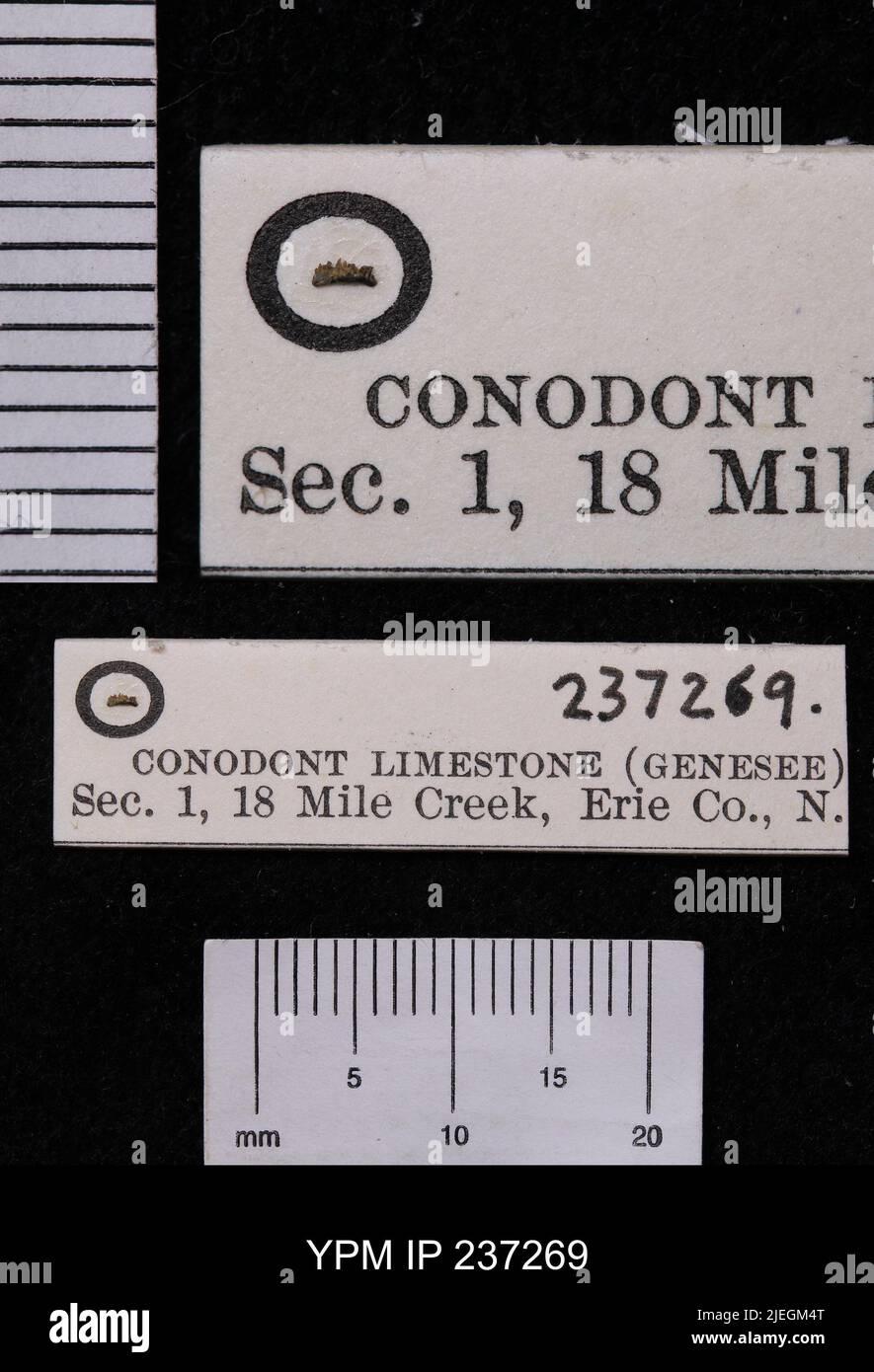 Conodonta conodonts hi-res stock photography and images - Alamy