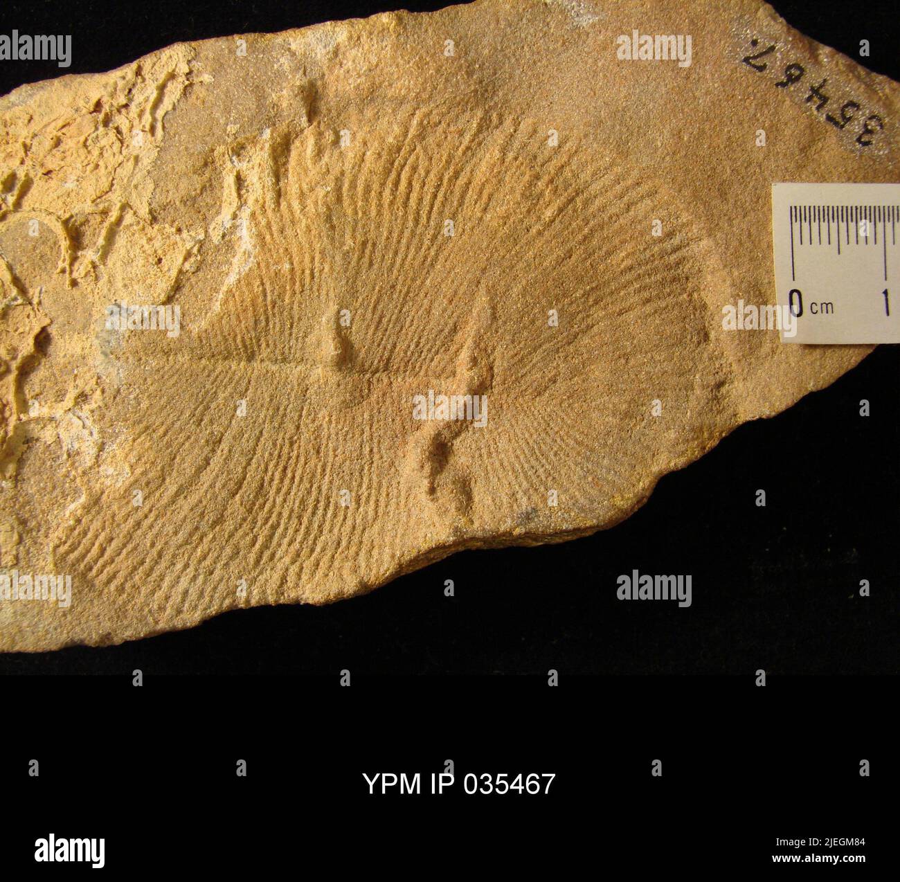 Dickinsonia costata Sprigg Stock Photo - Alamy