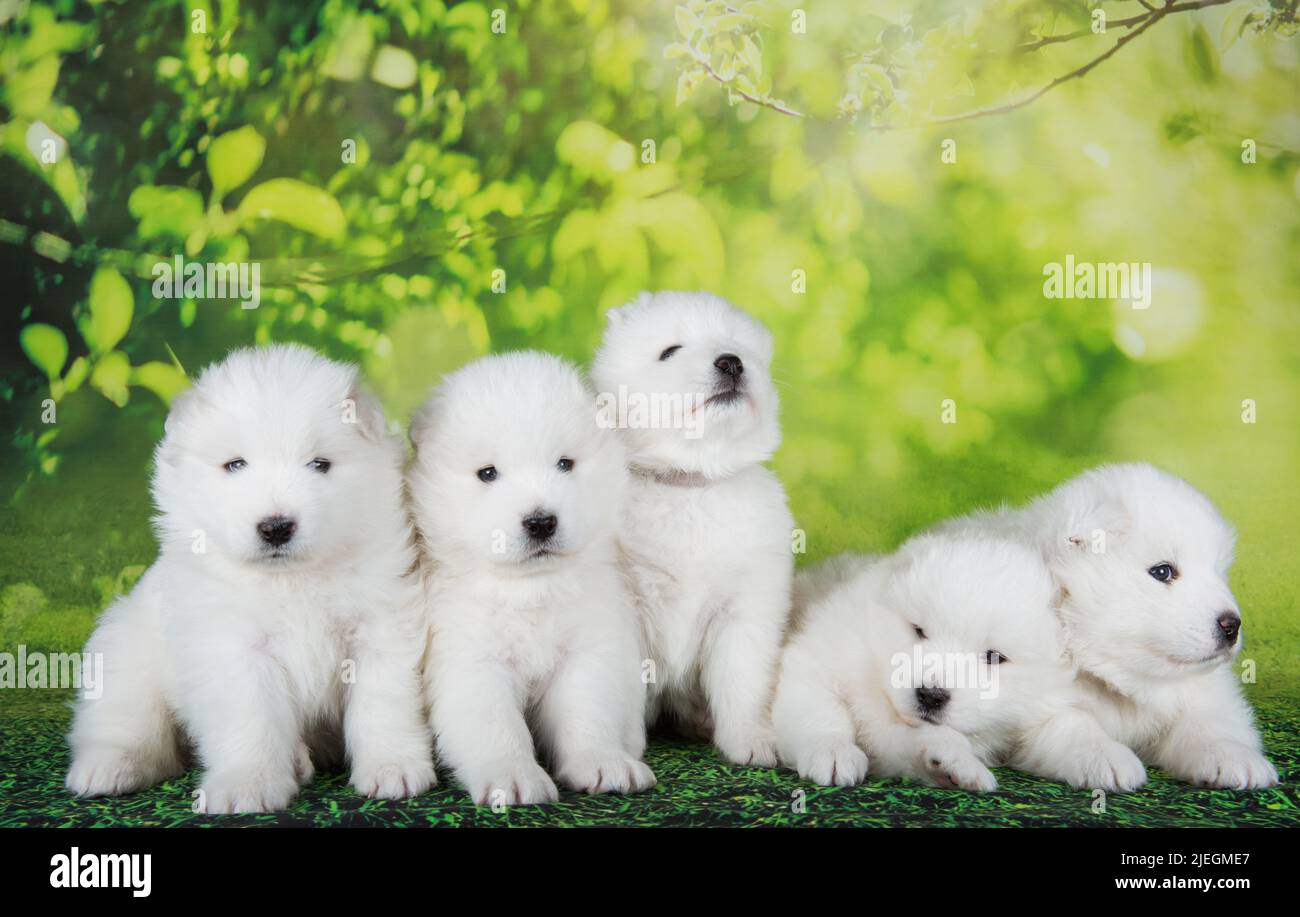 Five White fluffy small Samoyed puppies dogs are sitting on green ...