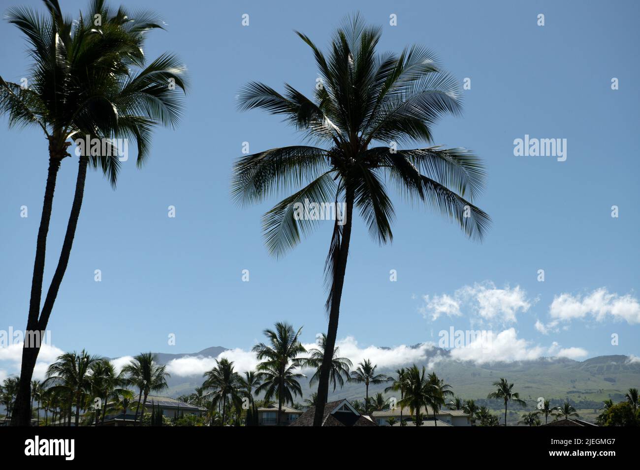 Palms landscape. Coconut palm trees, beautiful tropical texture with ...