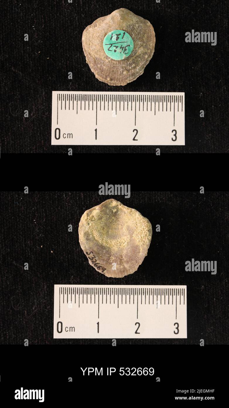 Atrypa sp animalia hi-res stock photography and images - Alamy