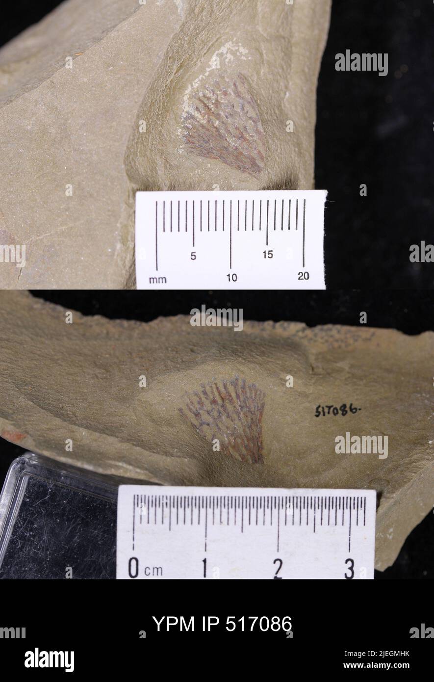 Dendroidea hi-res stock photography and images - Alamy