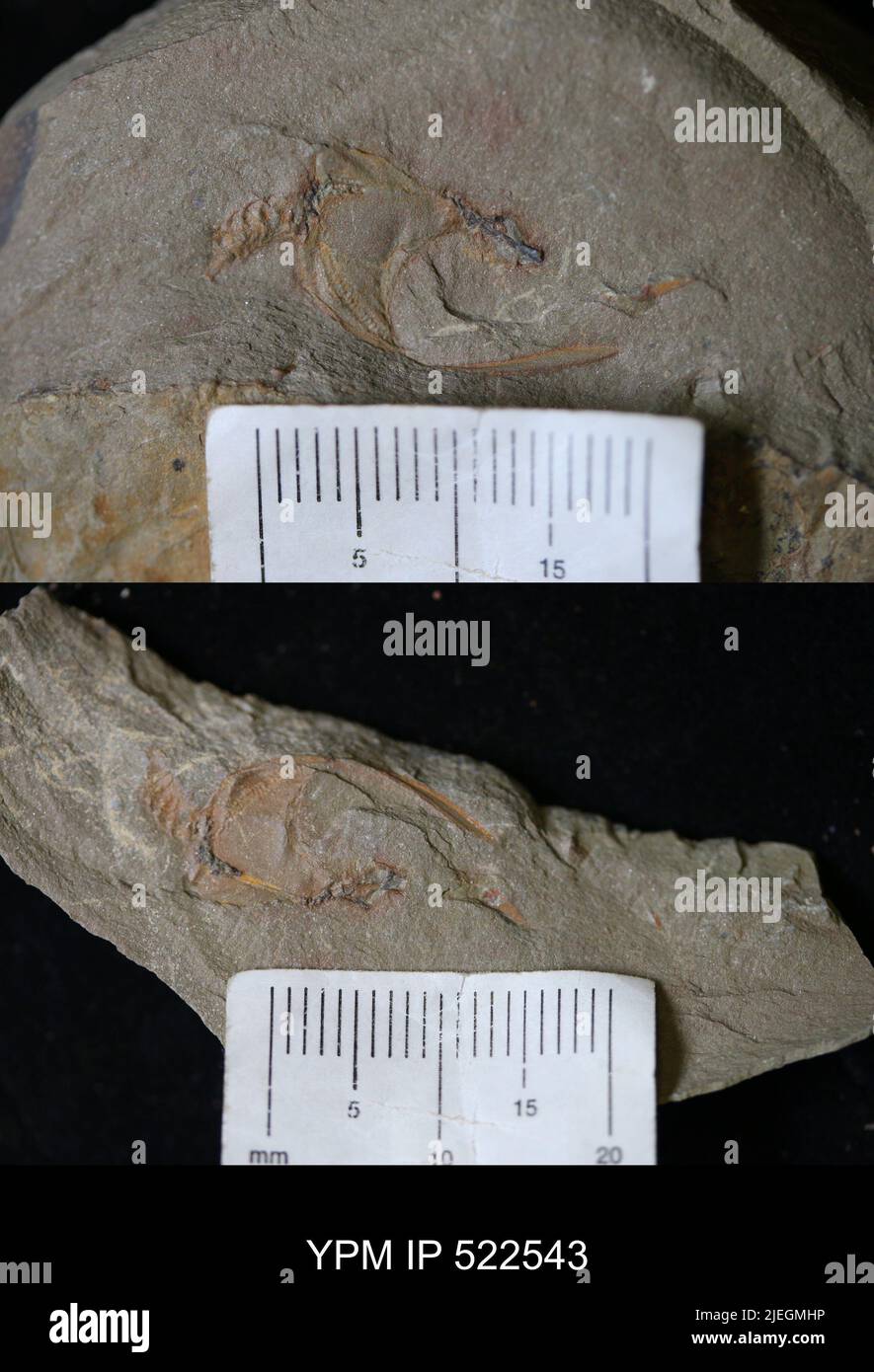 Cothurnocystis sp animalia hi-res stock photography and images - Alamy