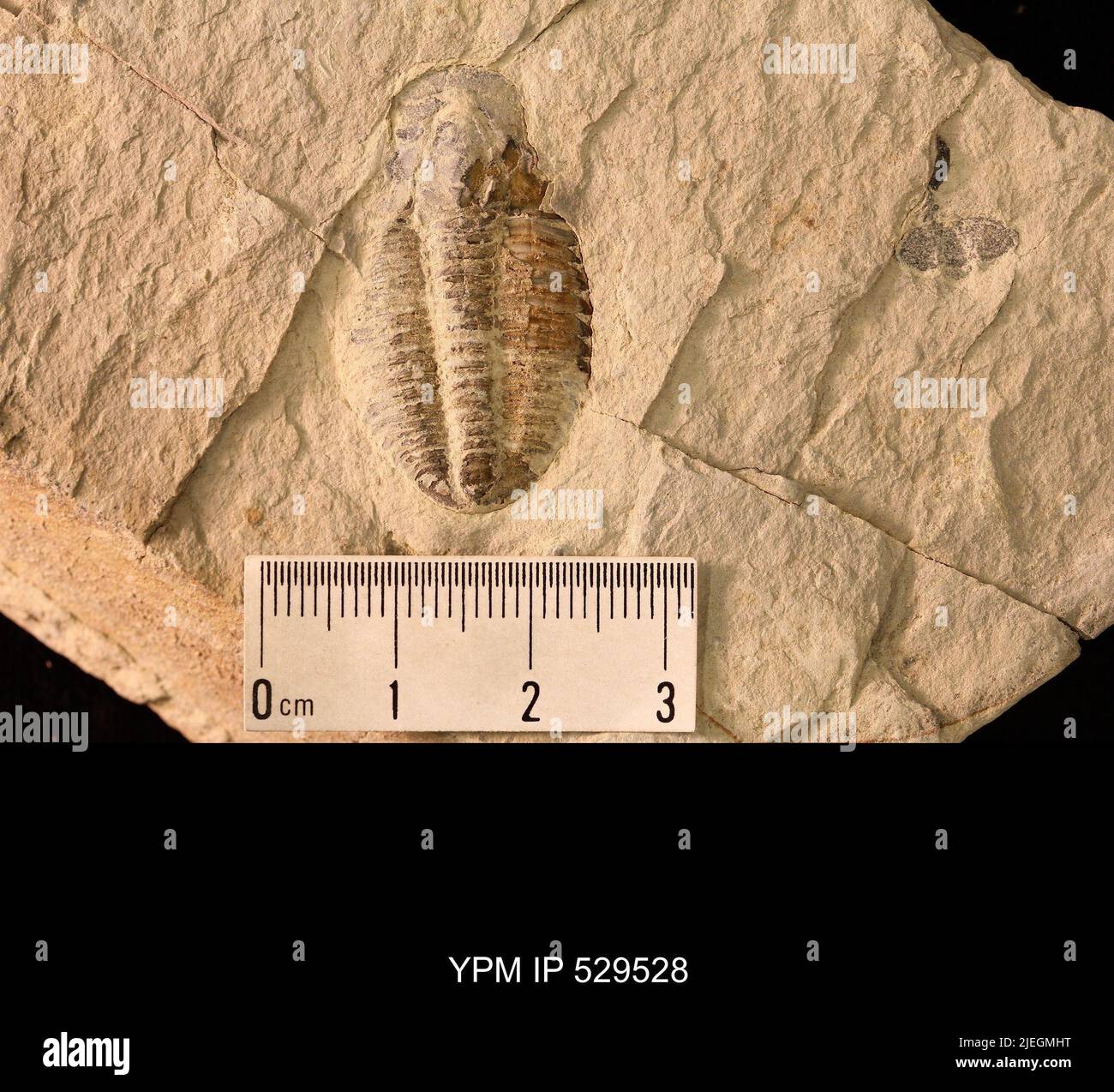 Modocia laevinucha Robison, 1964 Stock Photo - Alamy