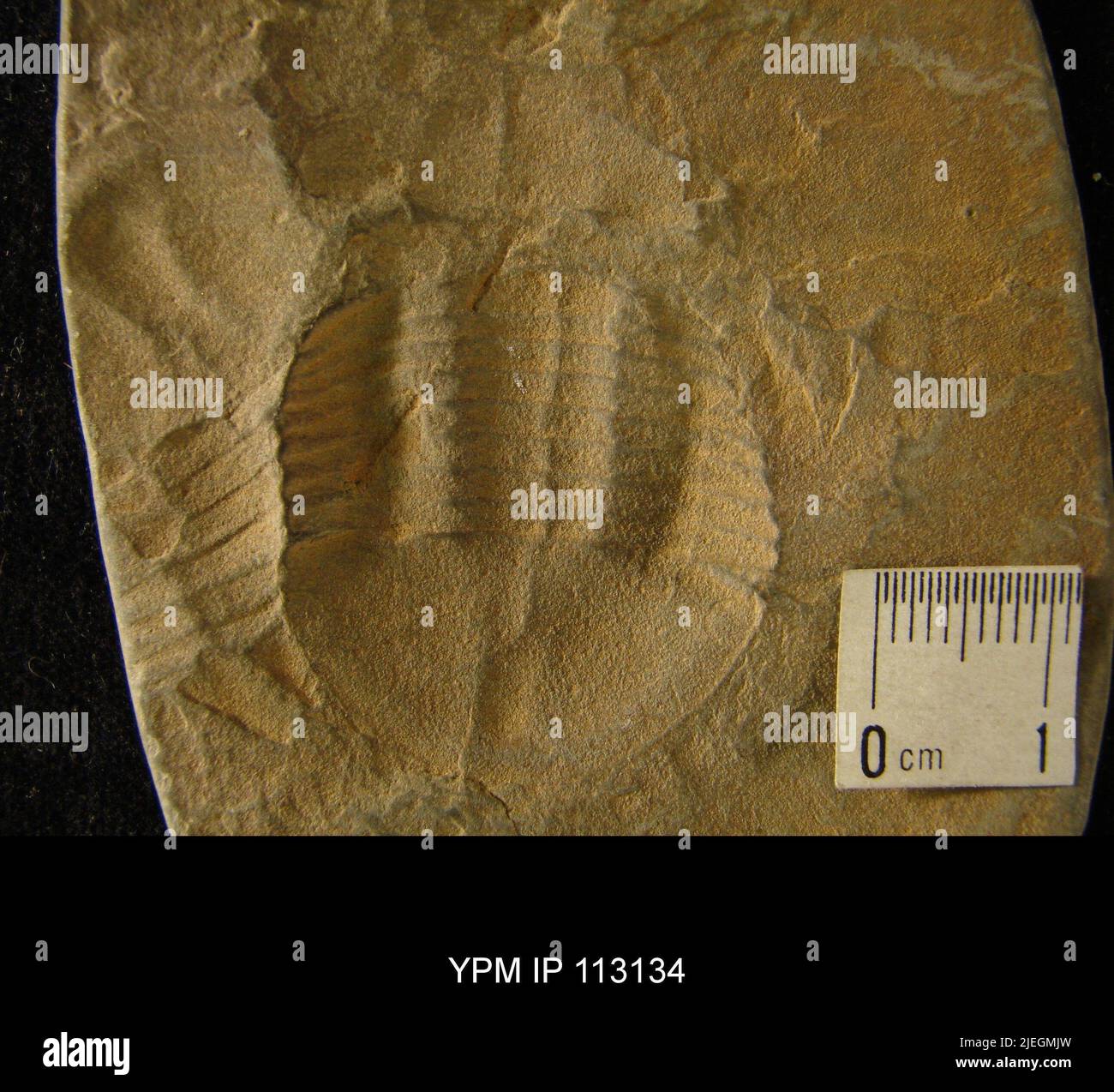 Asaphus homfrayi Salter, 1866 Stock Photo - Alamy