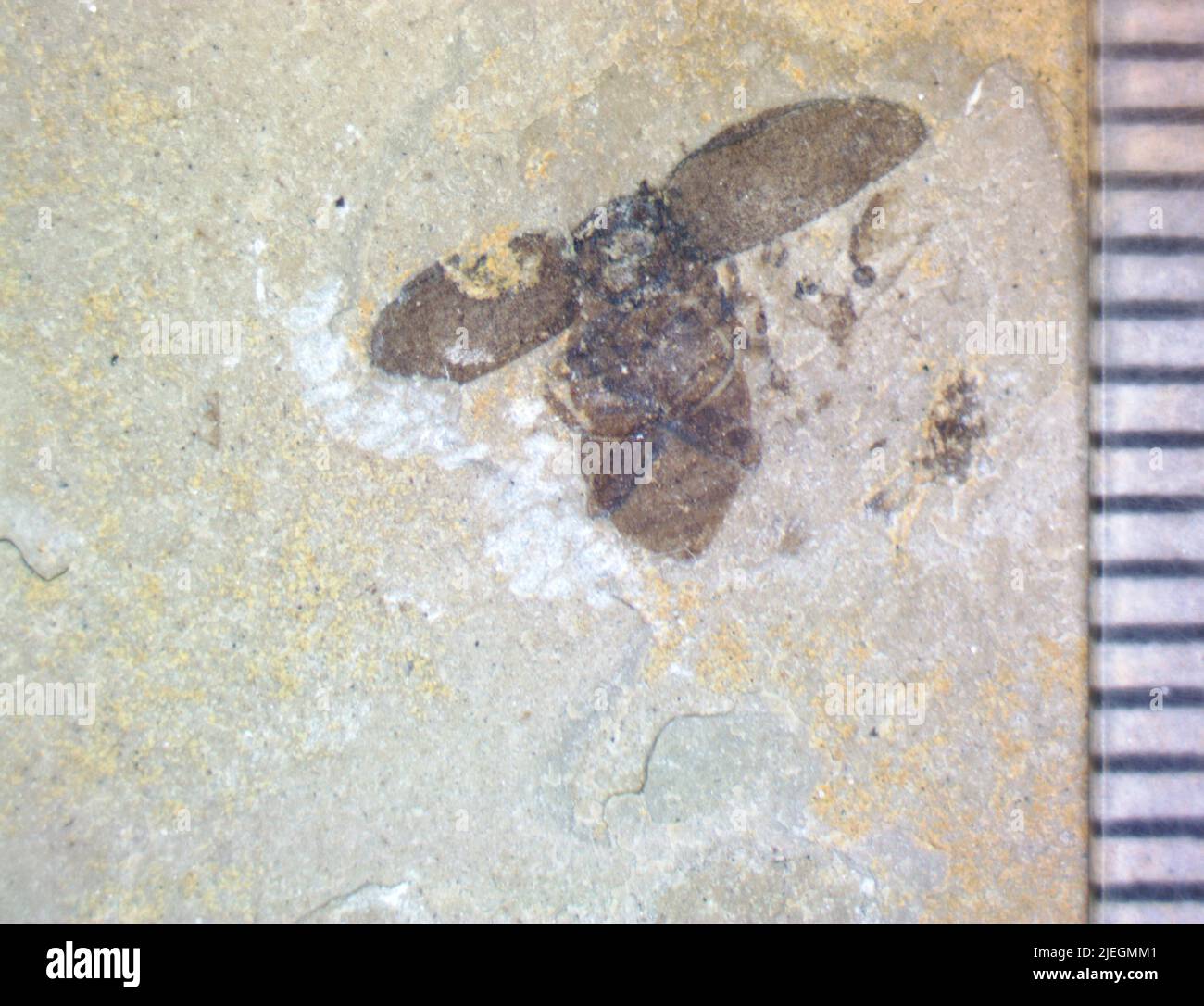 Insect coleoptera polyphaga hi-res stock photography and images - Alamy