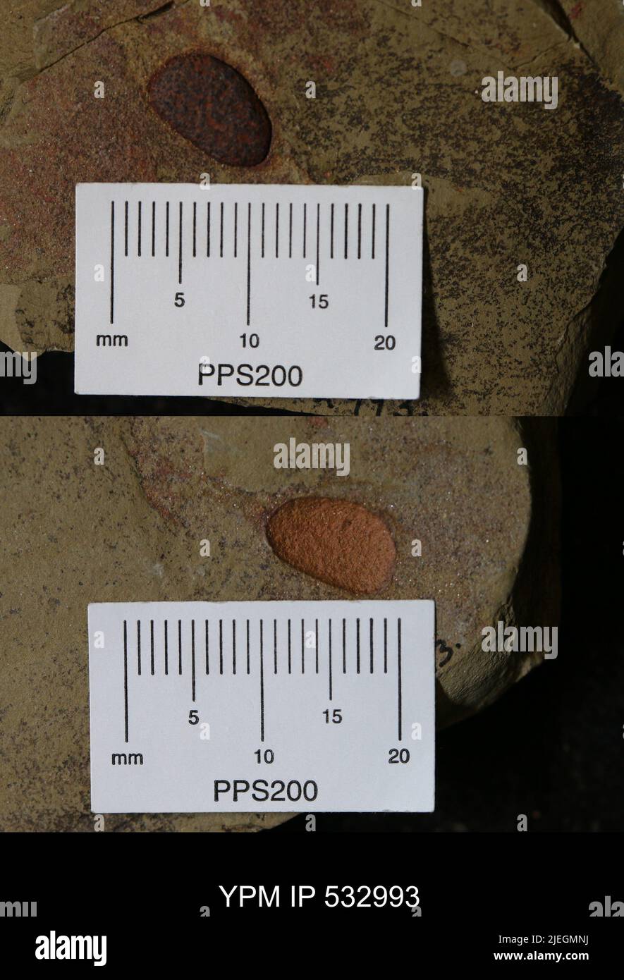 Porifera animalia hi-res stock photography and images - Alamy