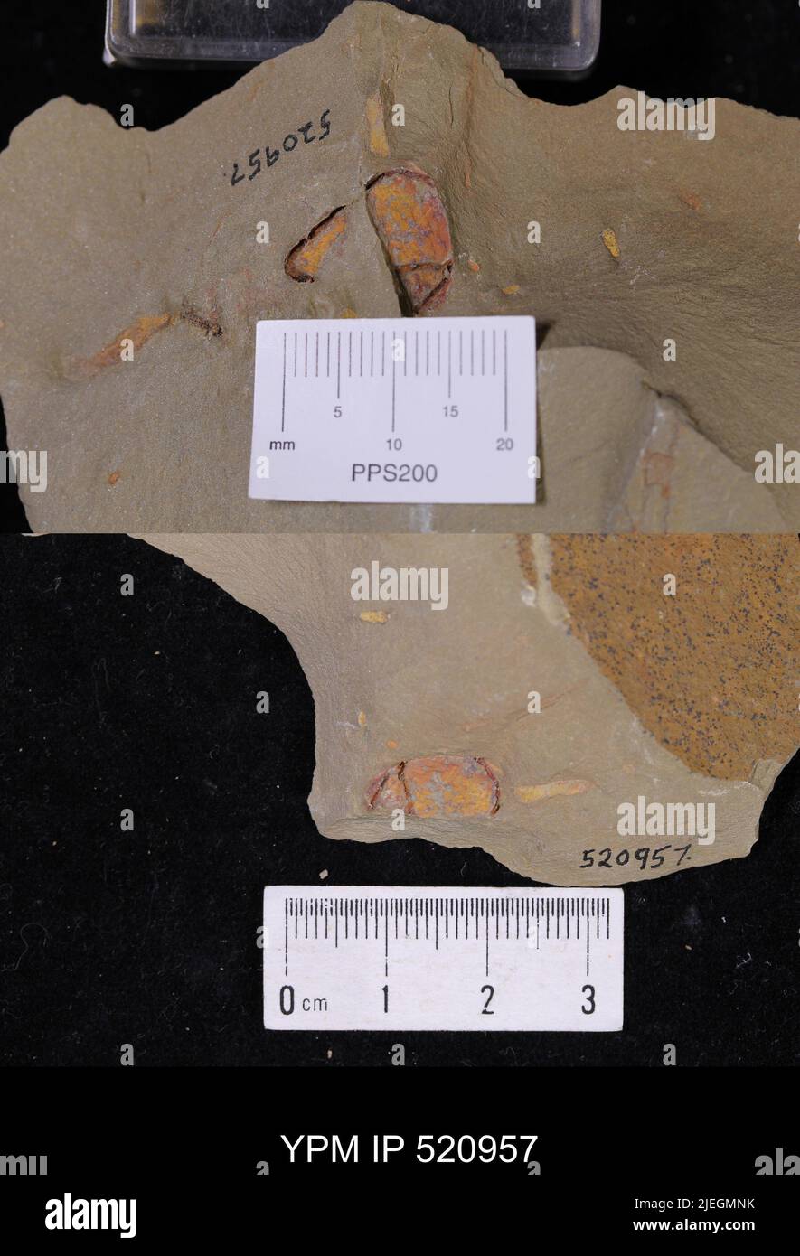 Undet homalozoa animalia hi-res stock photography and images - Alamy