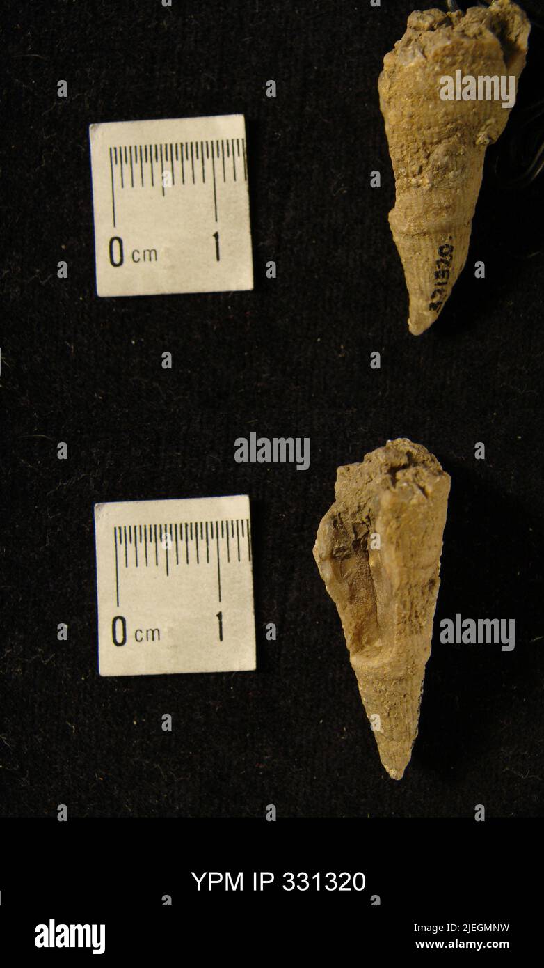 1868 animalia hi-res stock photography and images - Alamy