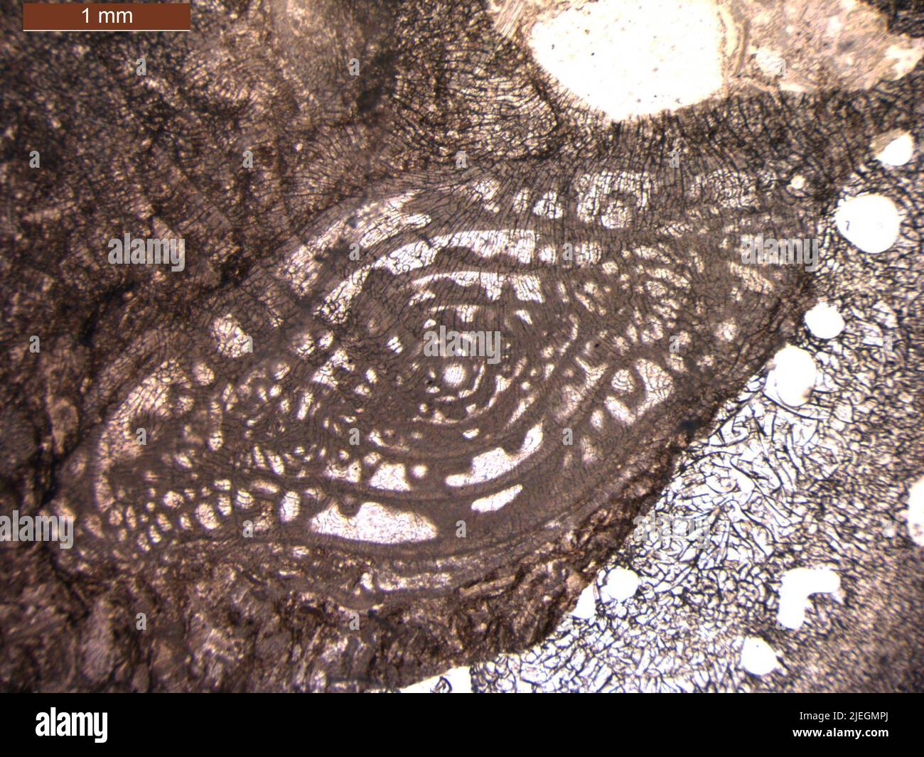 Triticites creekensis thompson hi-res stock photography and images - Alamy