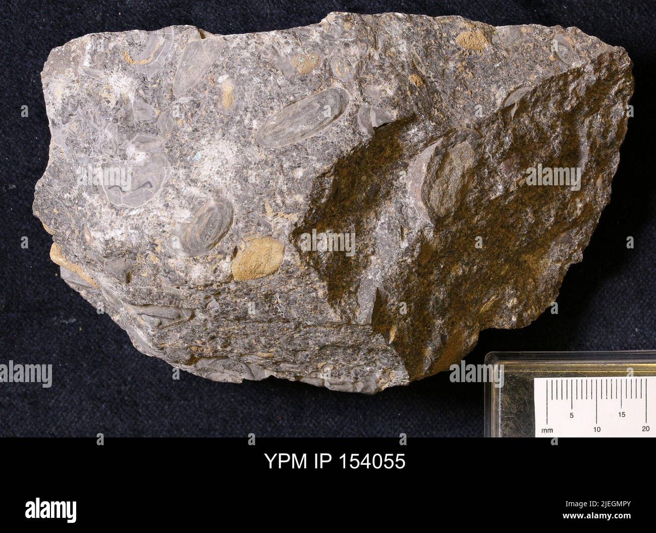 Algae plantae hi-res stock photography and images - Alamy