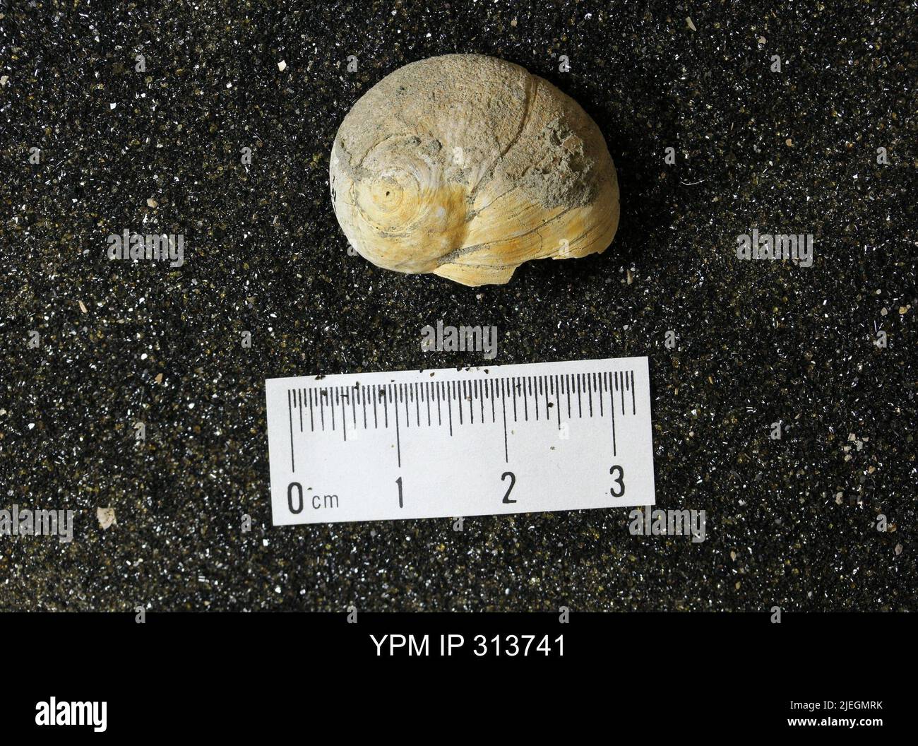 Obliquata hi-res stock photography and images - Alamy