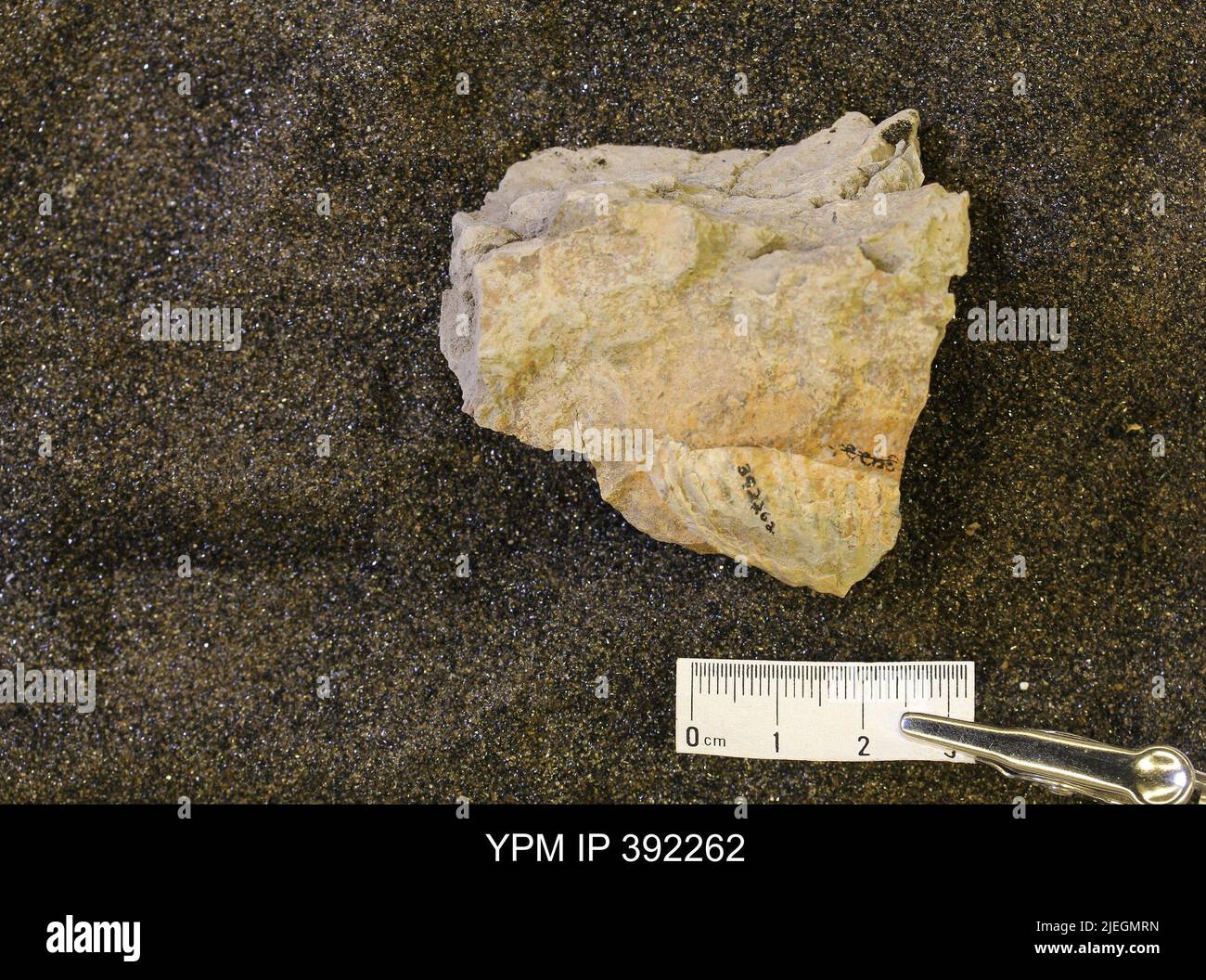 Scaphitidae hi-res stock photography and images - Alamy