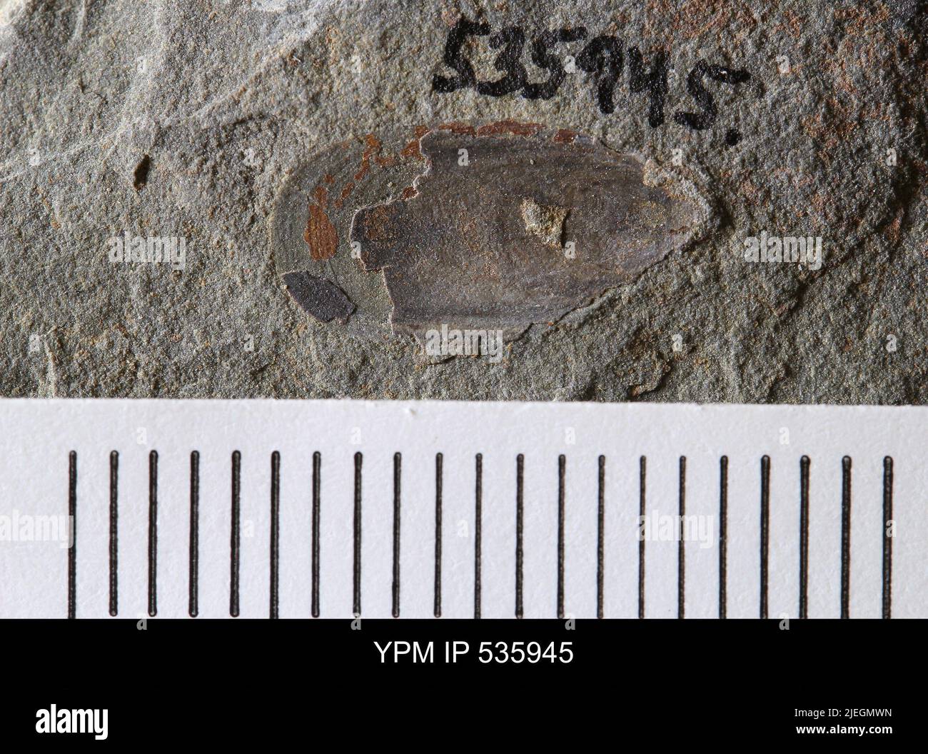 Lingula fossil hi-res stock photography and images - Alamy