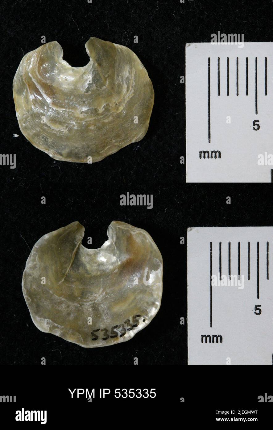 Anomia simplex d'Orbigny, 1853 Stock Photo - Alamy