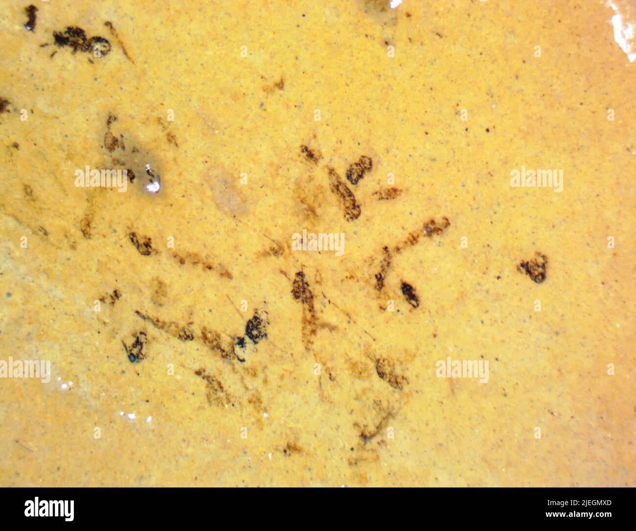 Phylum arthropoda hexapoda hi-res stock photography and images - Alamy