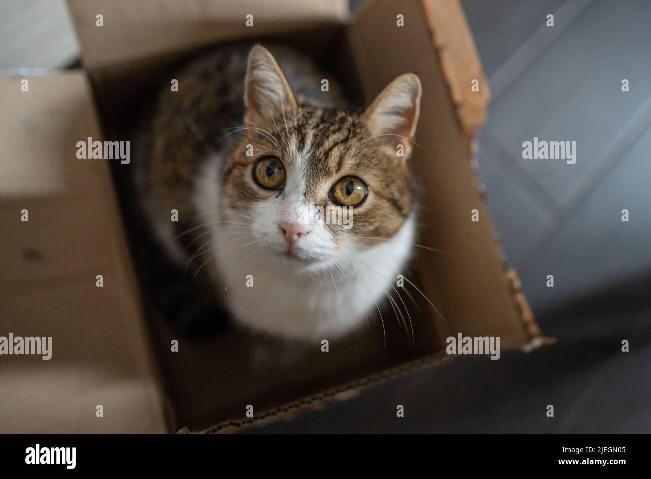 Cat siting and looking in a box at home Stock Photo - Alamy