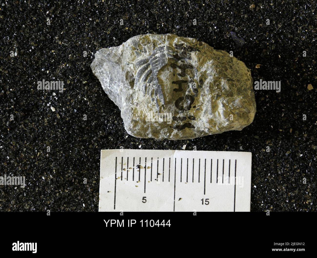 Calymene meeki animalia hi-res stock photography and images - Alamy