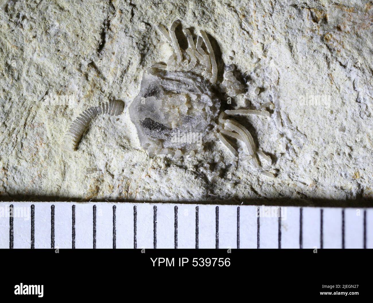 Blastoidea hi-res stock photography and images - Alamy