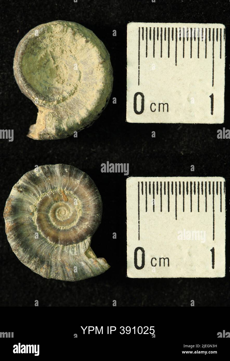 Amphiscapha catilloides conrad hi-res stock photography and images - Alamy