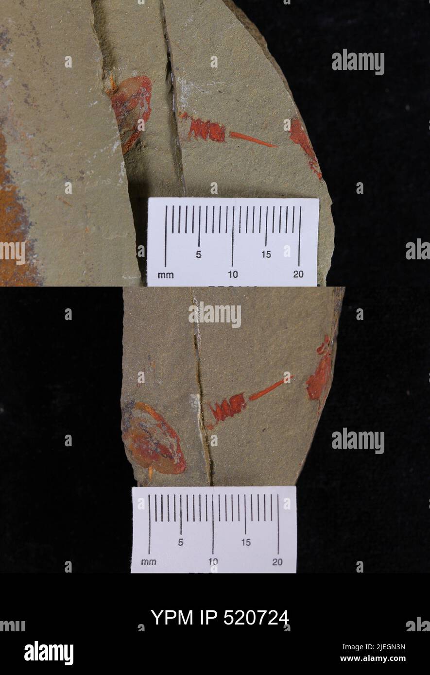 Undet xiphosurida hi-res stock photography and images - Alamy