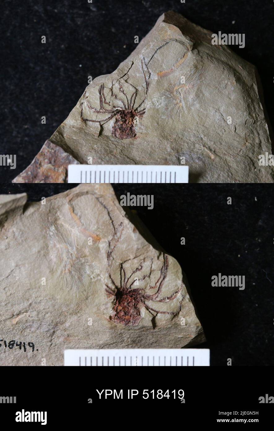 Eocrinoid hi-res stock photography and images - Alamy