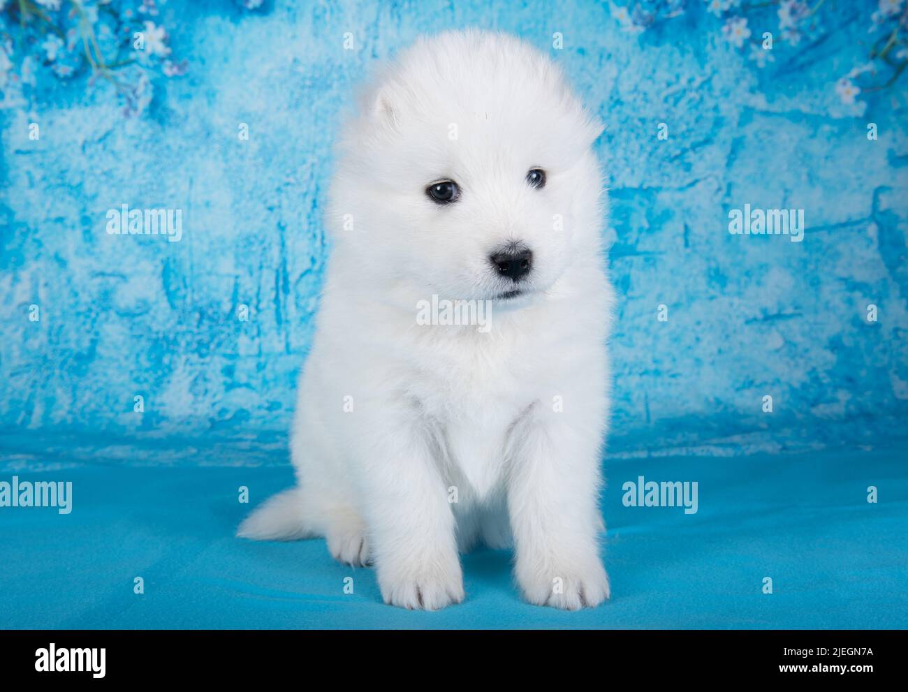 White fluffy small Samoyed puppy dog is sitting on blue background with ...