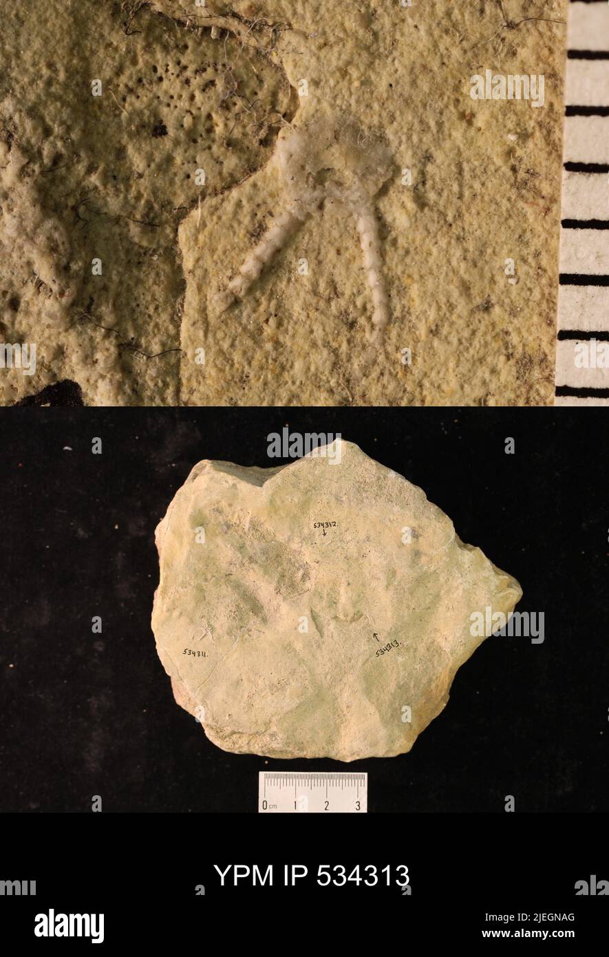 Ophiur hi-res stock photography and images - Alamy