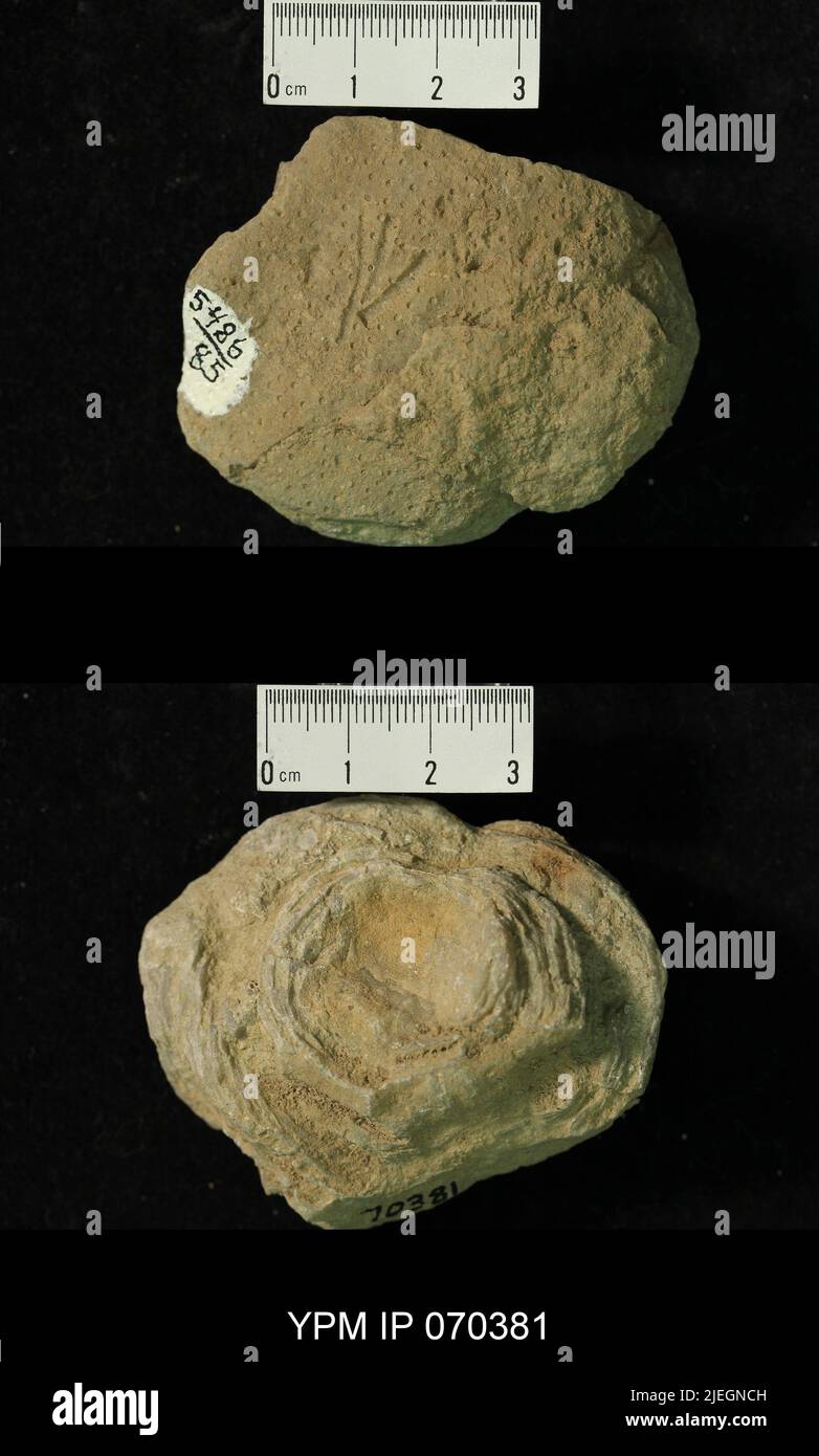 Heliolites nucella Foerste Stock Photo - Alamy