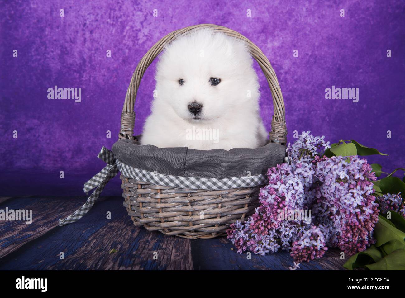 White fluffy small Samoyed puppy dog is sitting on purple background ...
