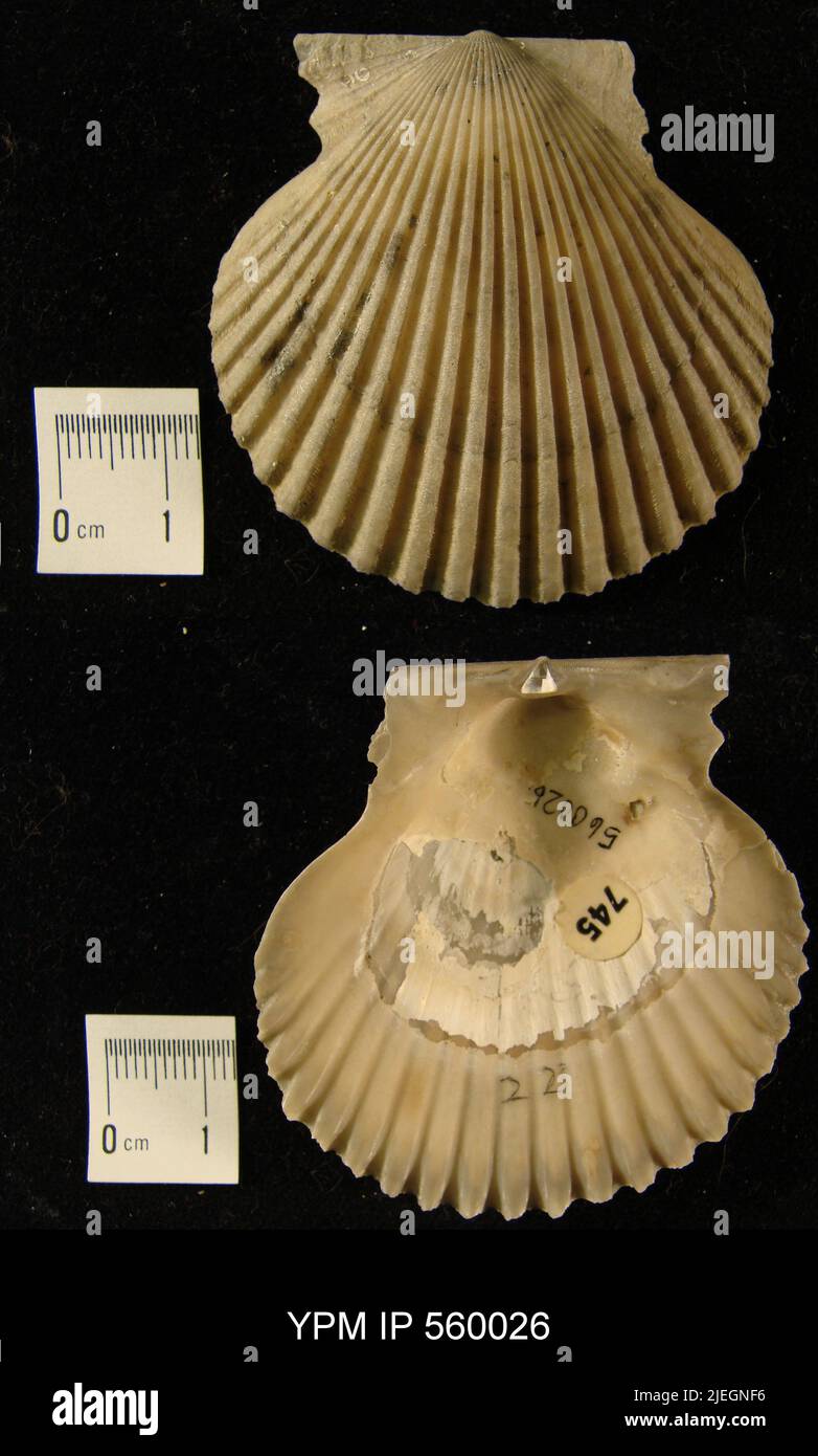 Lamarck shell hi-res stock photography and images - Alamy
