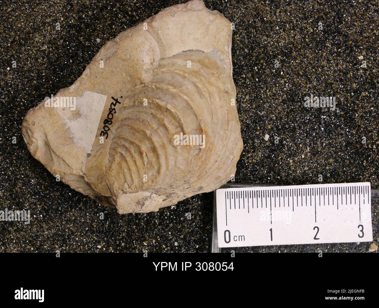 Inoceramus shell hi-res stock photography and images - Alamy