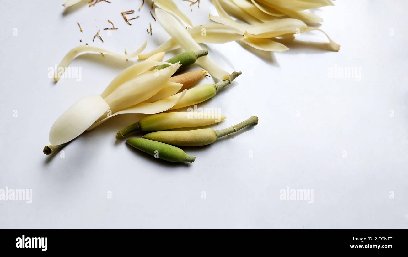Beautiful Flower, Illustration of White Michelia Alba Flower or ...