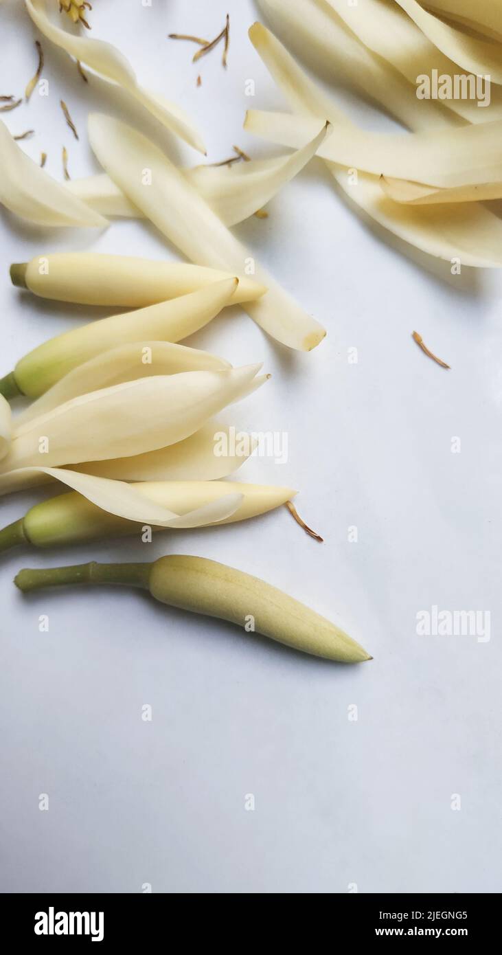 Beautiful Flower, Illustration of White Michelia Alba Flower or ...