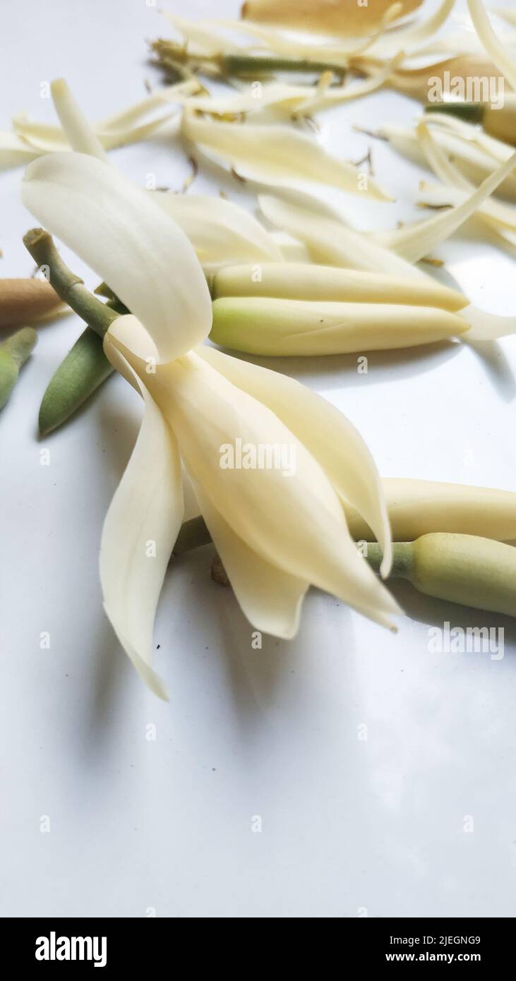 Beautiful Flower, Illustration of White Michelia Alba Flower or ...